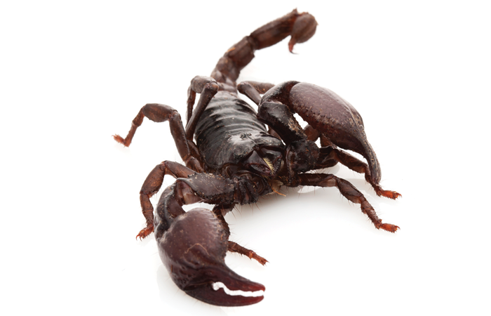 Ombudsman backs L&G and Scottish Widows in pension scam complaint ...